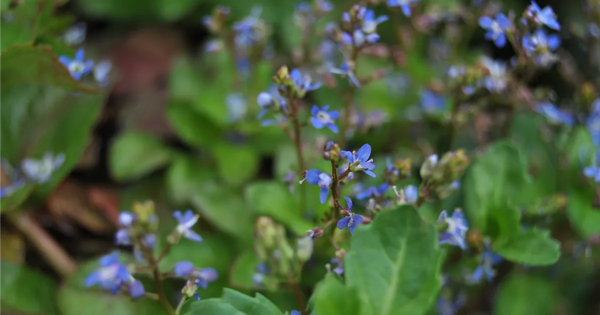 Veronica beccabunga, Bach-Ehrenpreis - Garten Reiter GmbH