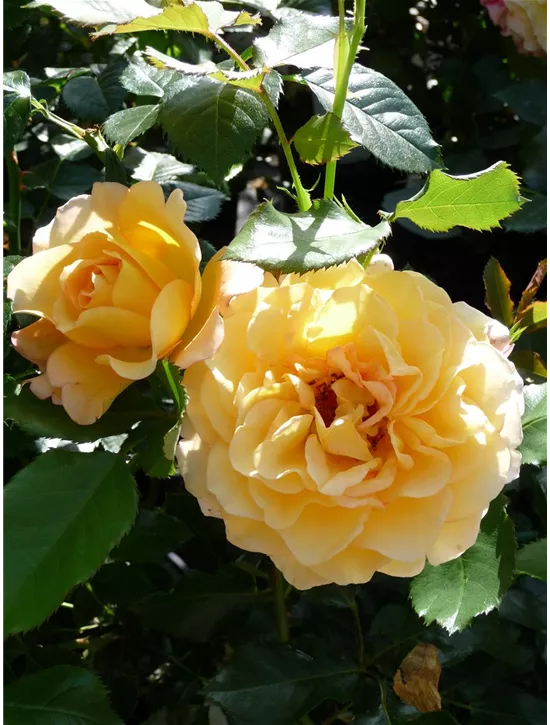 Rosa 'Postillion' -R- STR IV, Strauchrose 'Postillion' -R- ADR-Rose ...